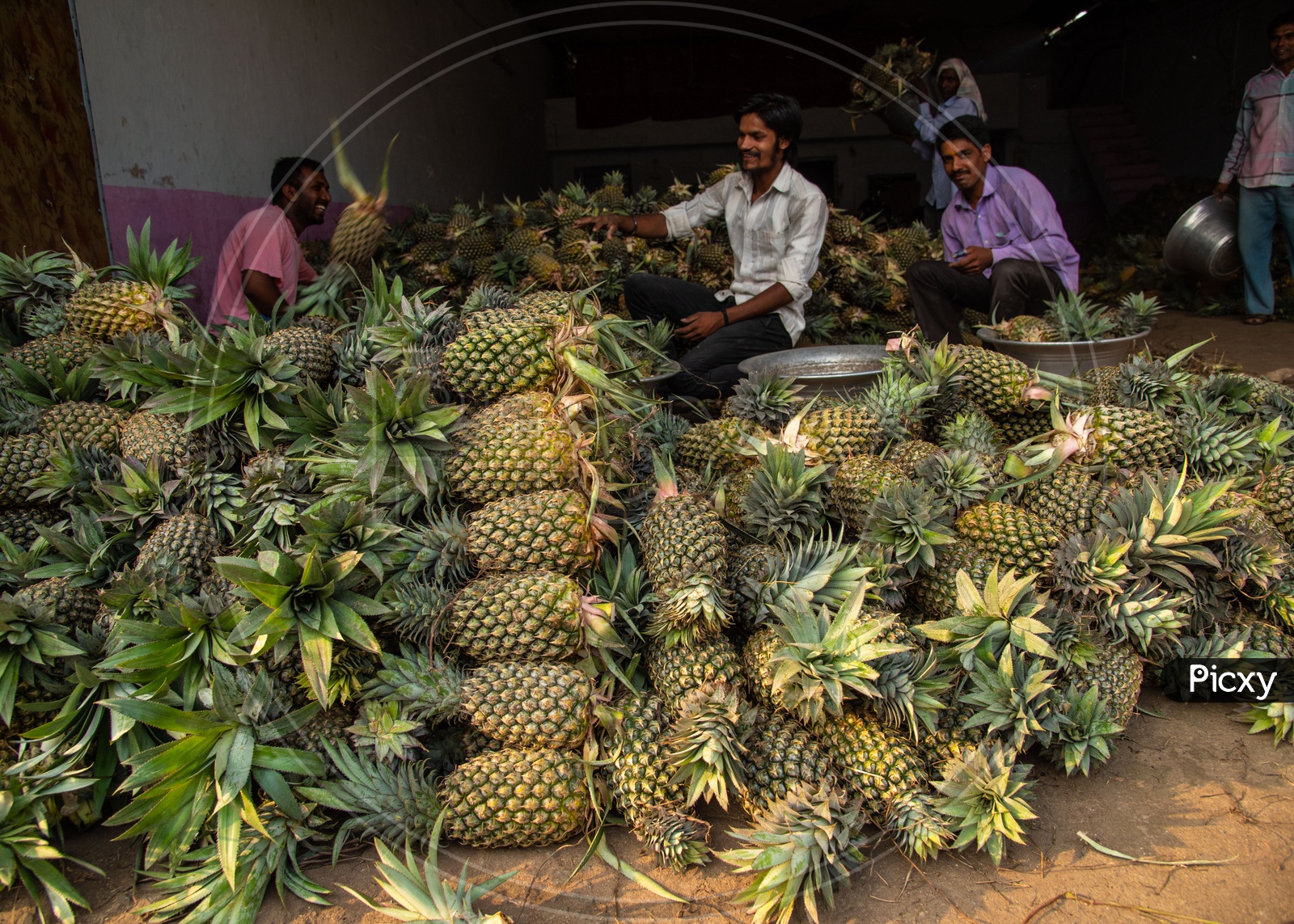 Image of Sorting Pineapples as per size-GL774379-Picxy