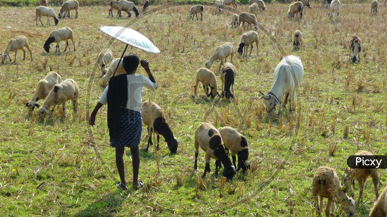 Image of Goat Keeper-IK195914-Picxy