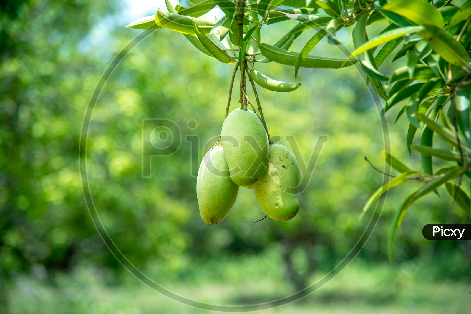 Image of Pedda Rasalu, A variety of mango.-LT295319-Picxy