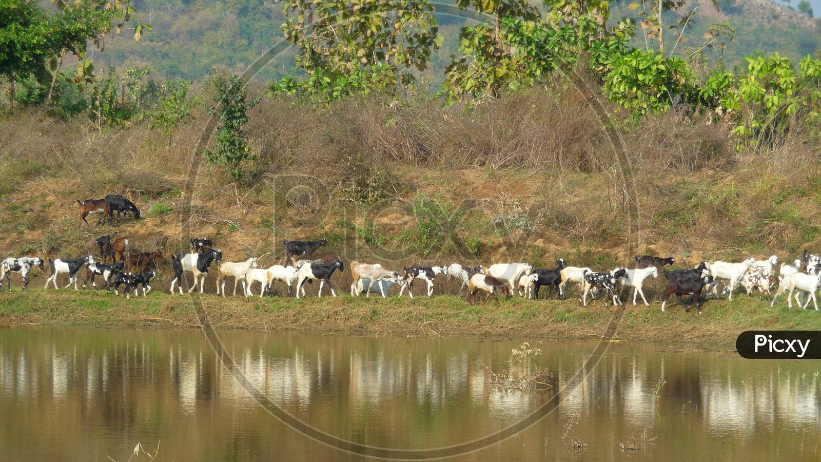 Image of Goats near Pond-RA475361-Picxy