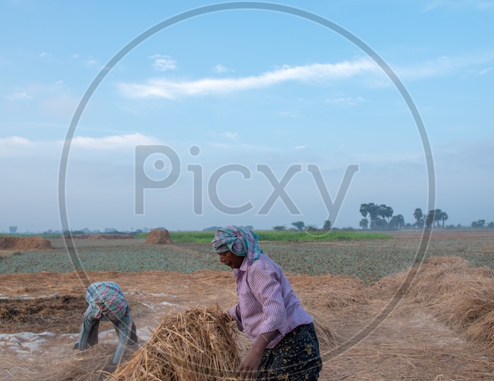 Image of Separation of Paddy Grass from grains.-BI349455-Picxy