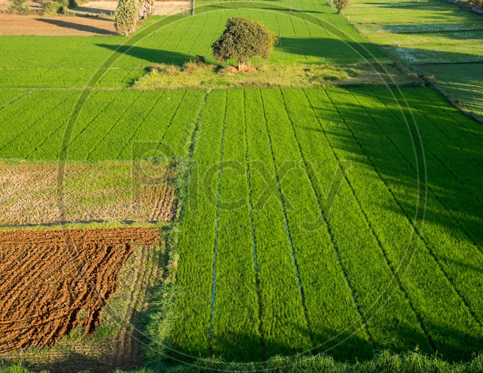 Image of Paddy fields-XC236219-Picxy