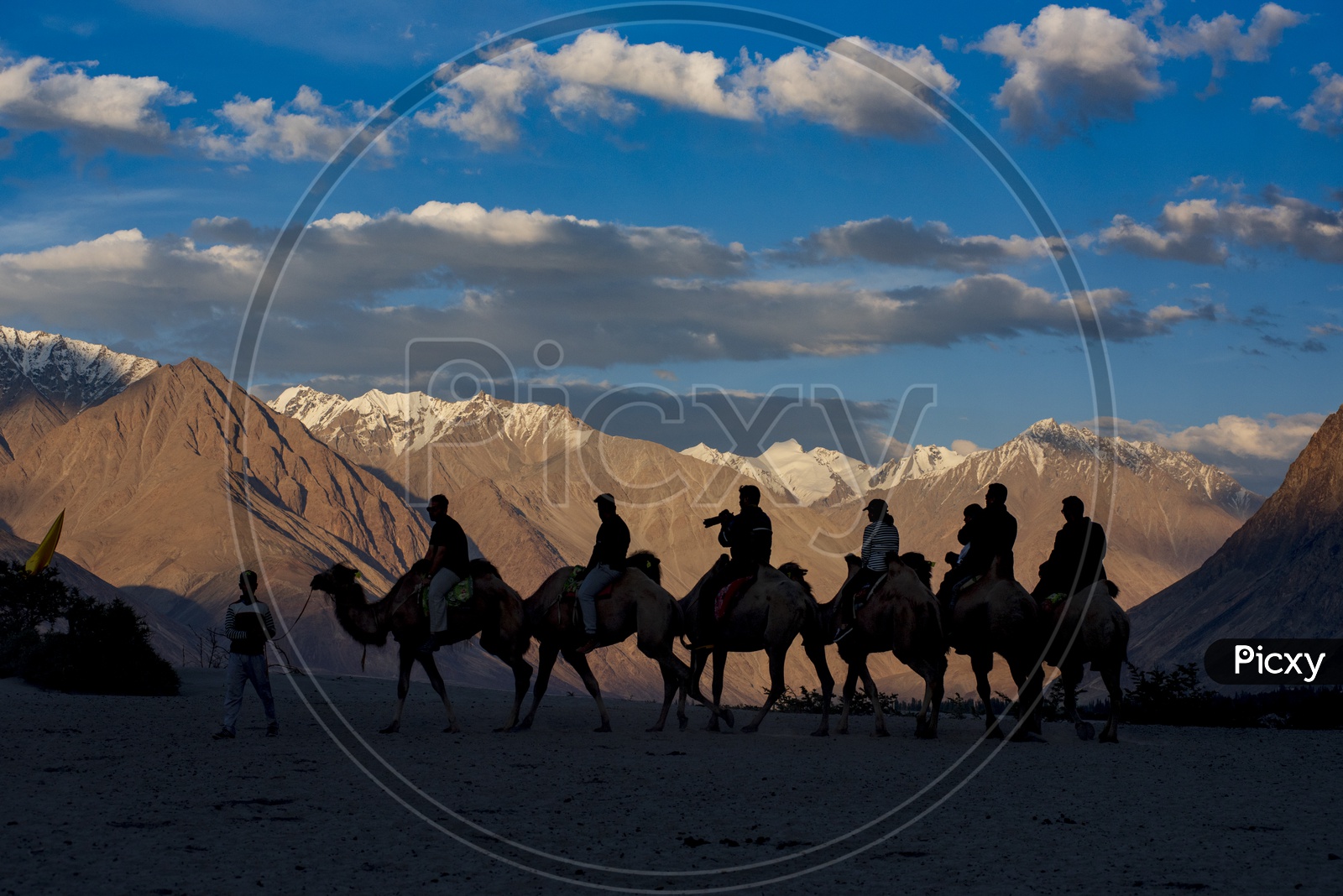 Image of Camels in Nubra Valley, Ladakh-QM256892-Picxy