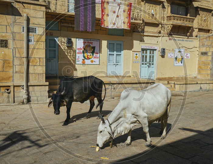 Image of Cows of Rajasthan-MS165504-Picxy