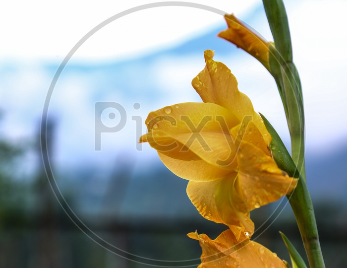 Image of Flowers, Manali-SN484928-Picxy