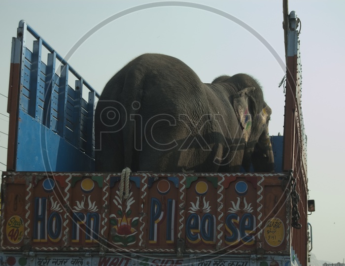 Image of Elephant being Transported by Lorry in Jaipur-PE358488-Picxy
