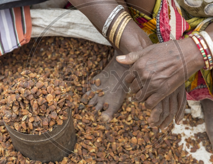 Image of Ippa Flower. Found in tribal areas and used to make alcohol ...