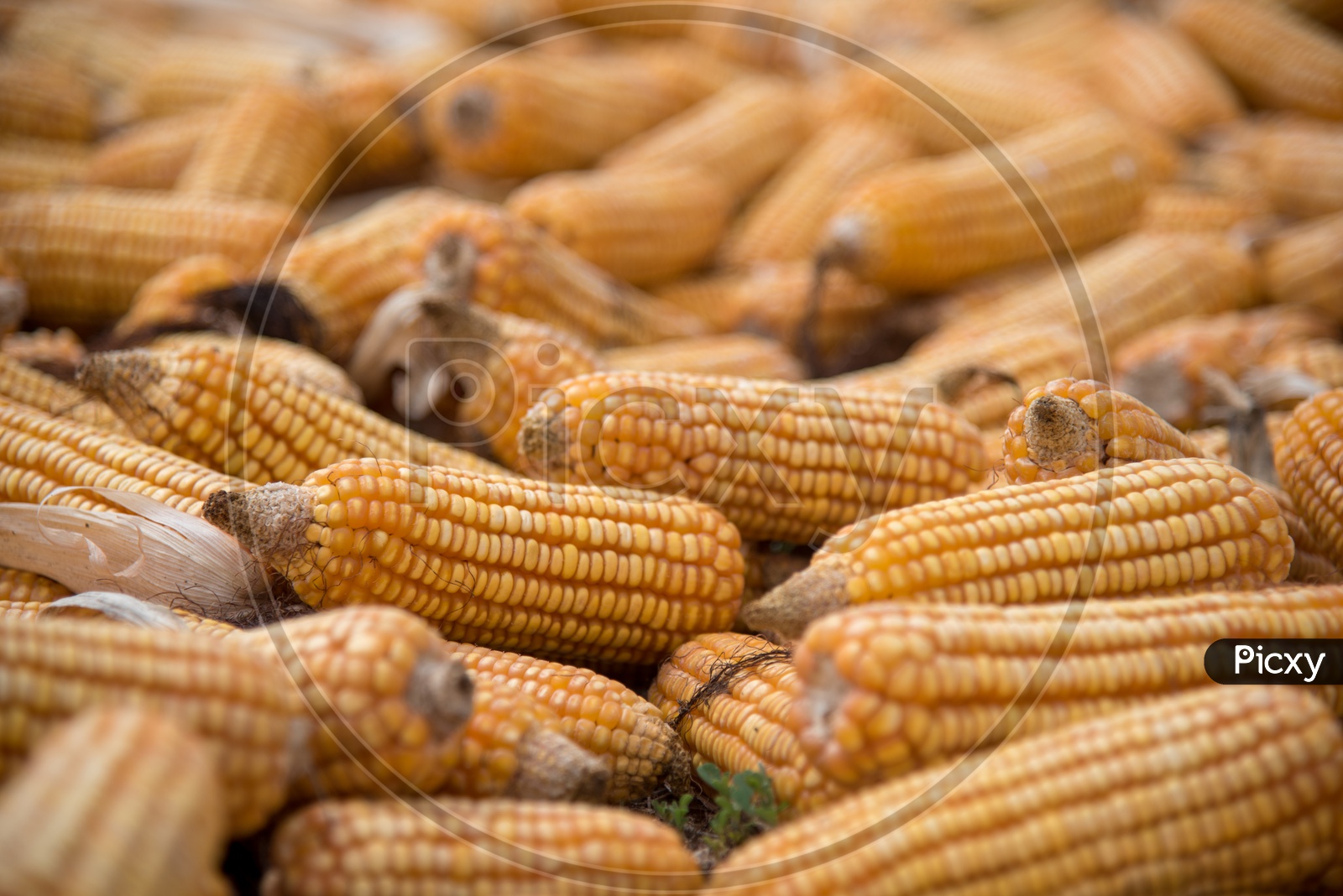 Image of Maize being dried up to extract Maize floor/Corn Oil/Pop Corn ...