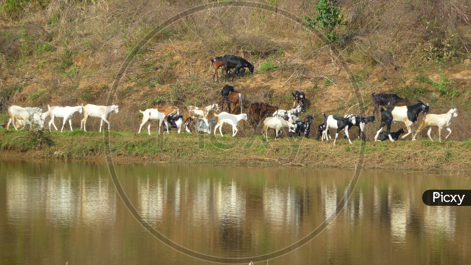 Image of Goats near Pond-CW956556-Picxy