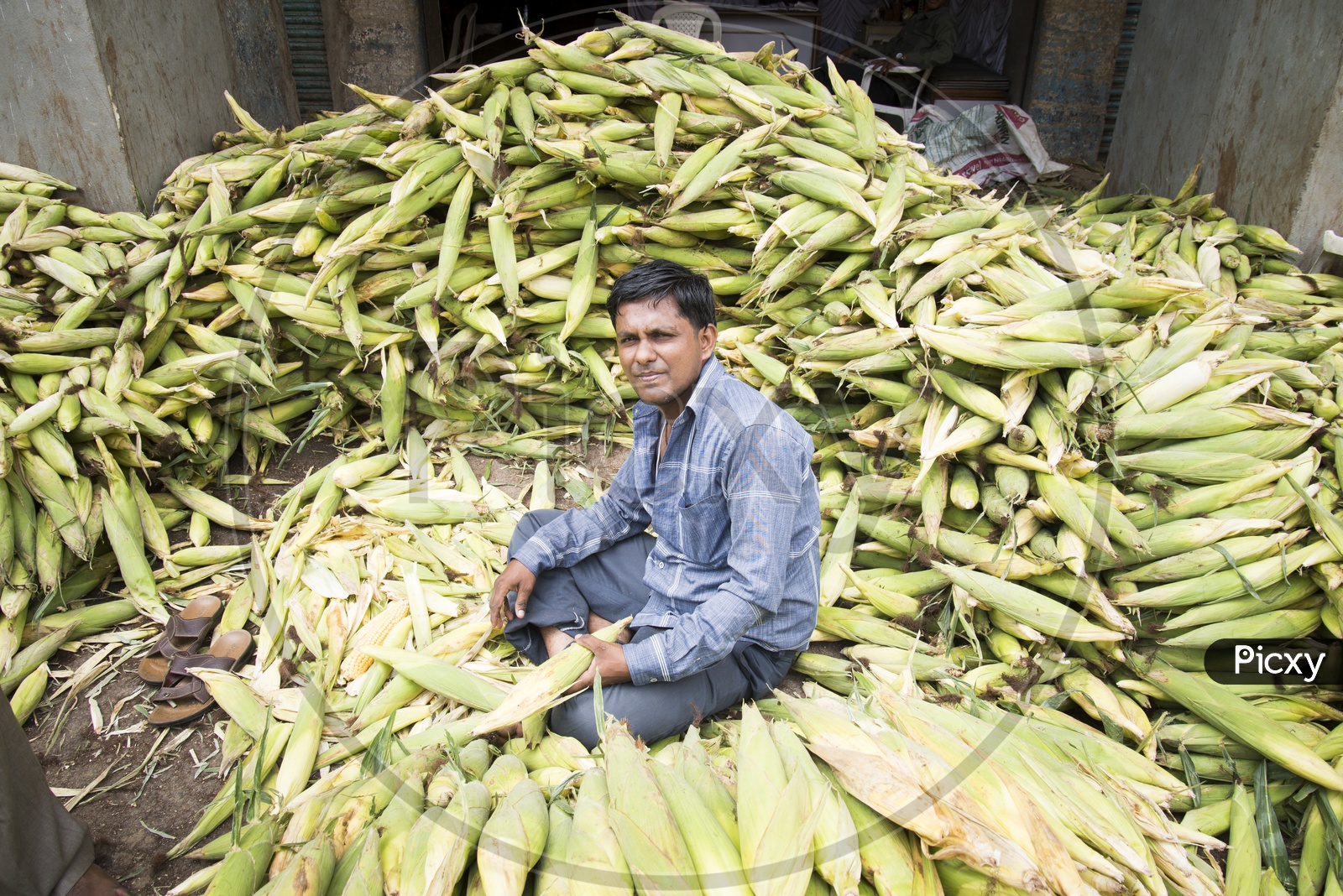 Image of Sweet Corn Vendor-GX925587-Picxy