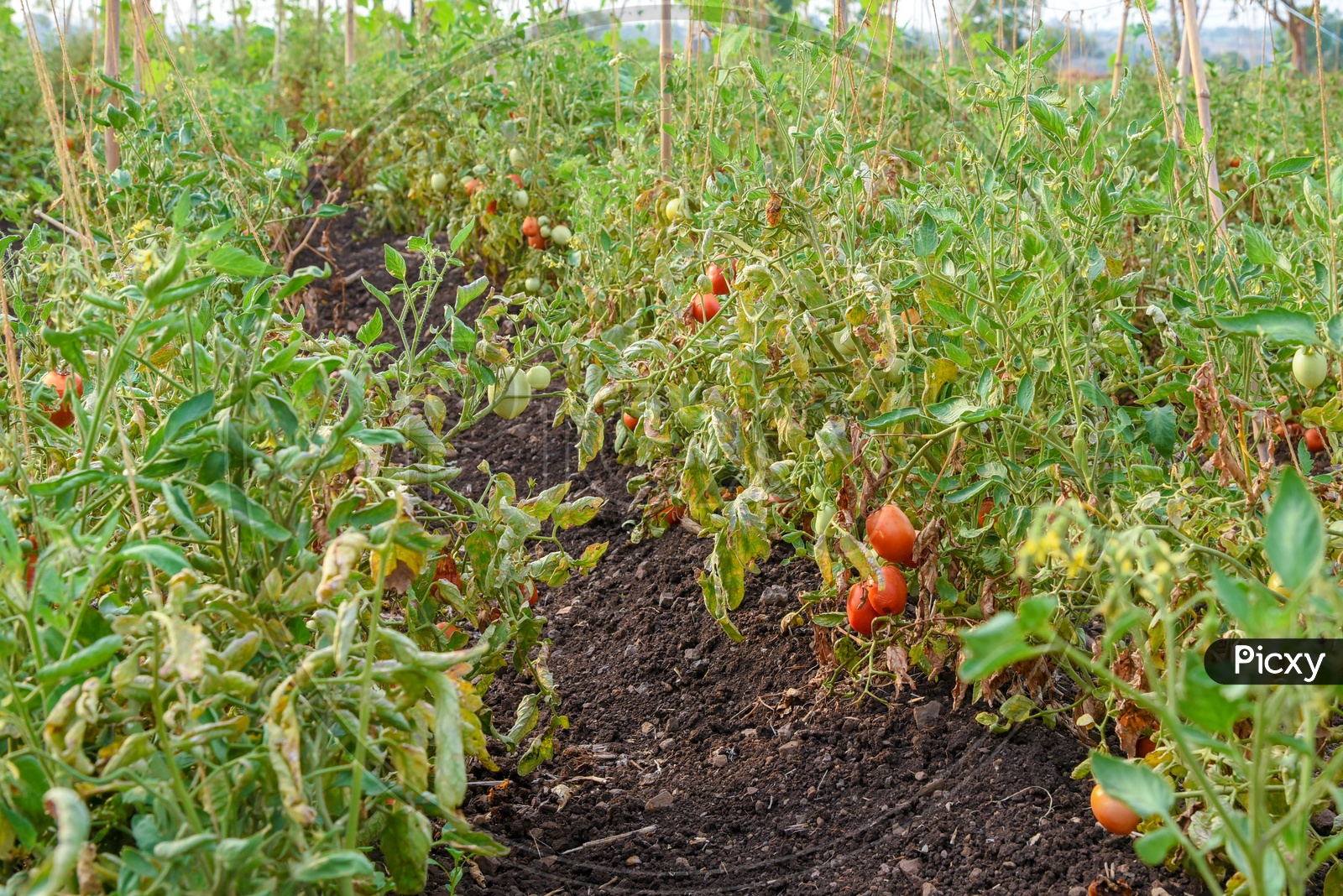 Image of Tomato Farm-FA308766-Picxy