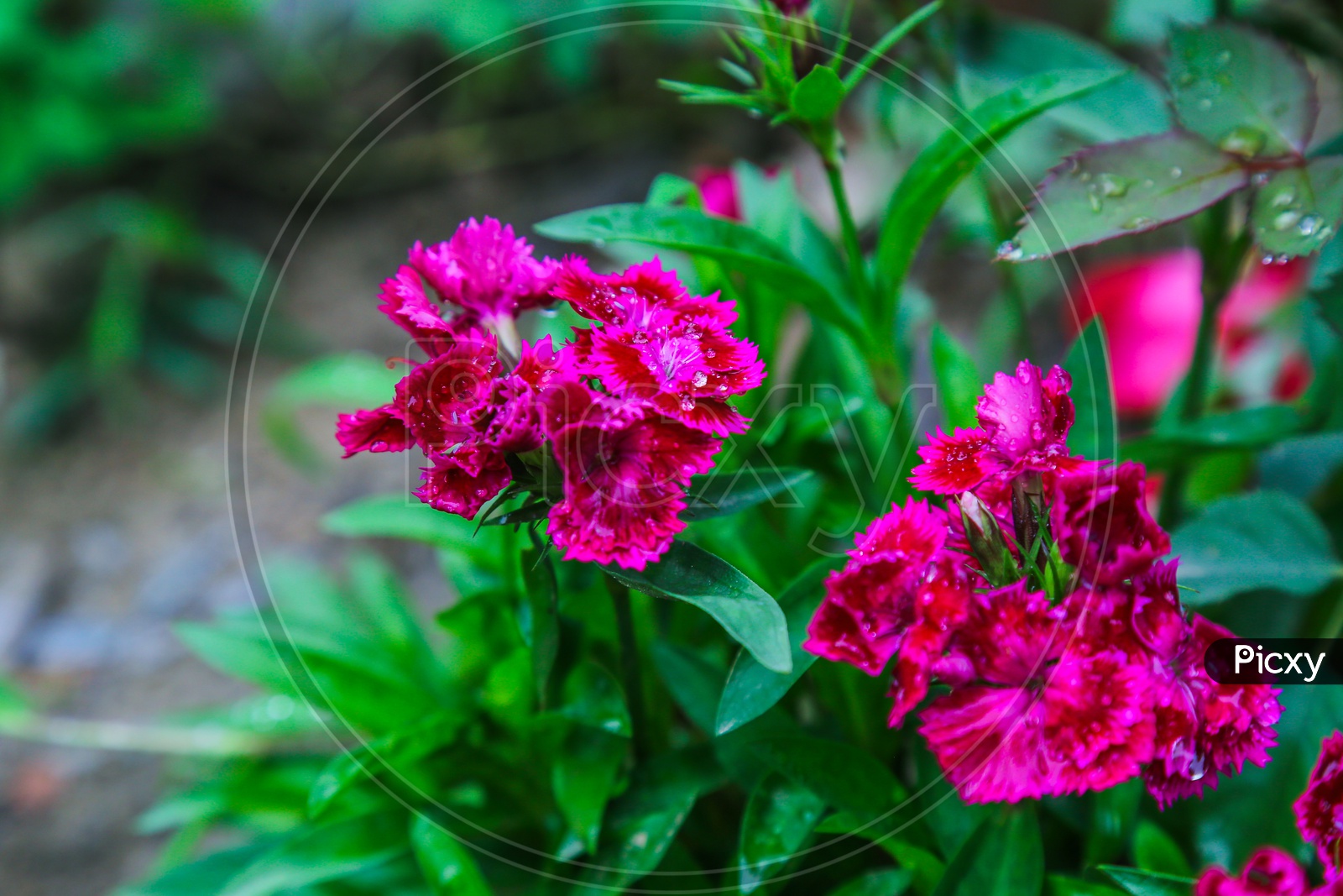 Image of Flowers, Manali-HB636318-Picxy