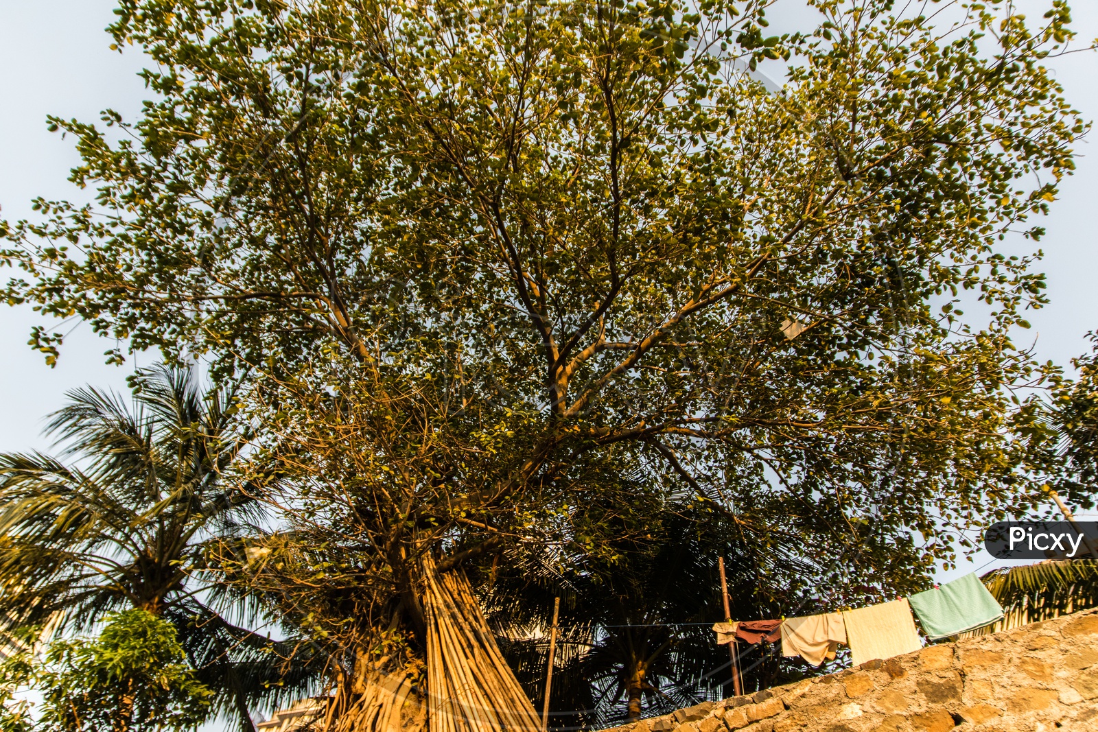 Image of Ever hugging trees.-AB599753-Picxy