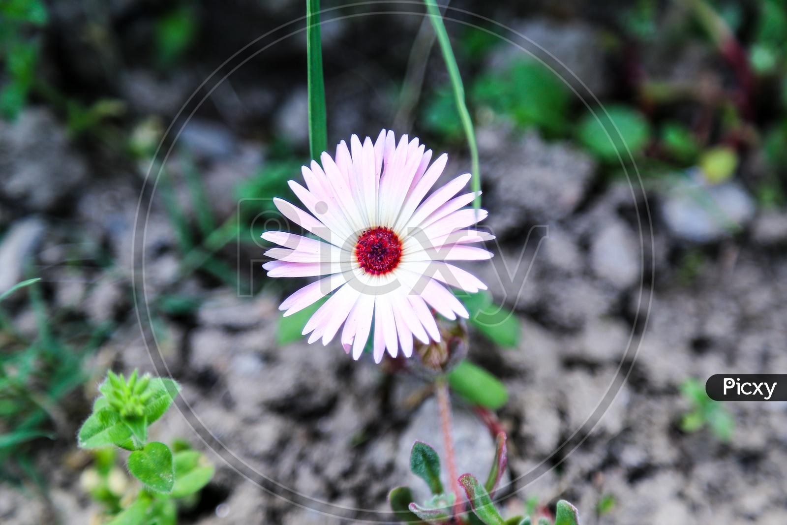 Image of Flowers, Manali-XR620678-Picxy