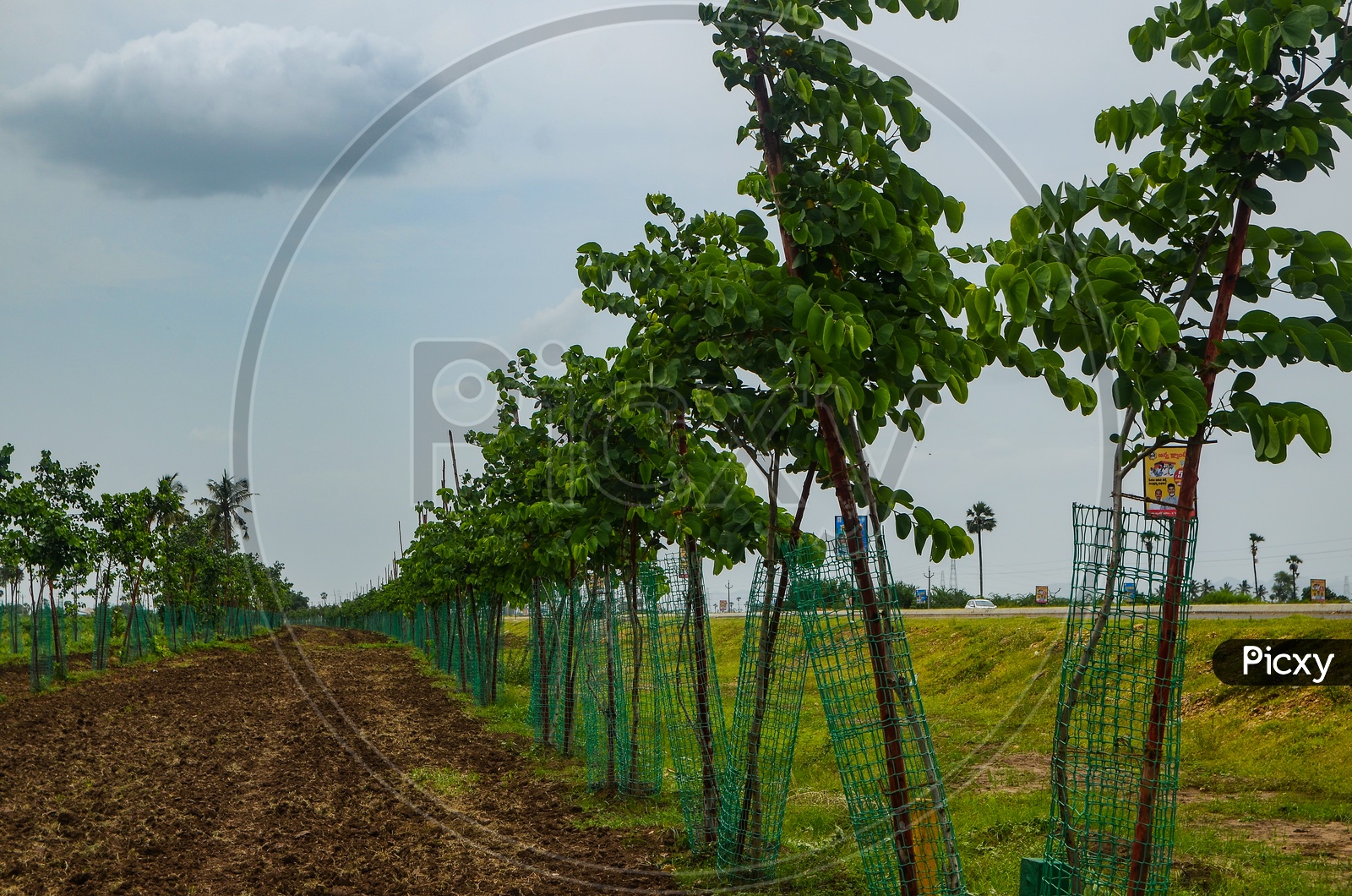 Image of Road side plant installations-NQ620665-Picxy