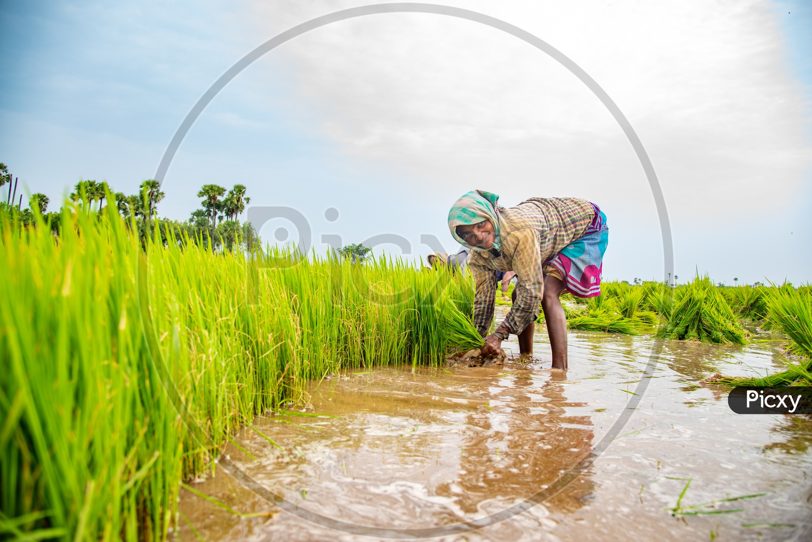 Image of a SMILING/ HAPPY woman farmer in a Paddy Field-GM176378-Picxy