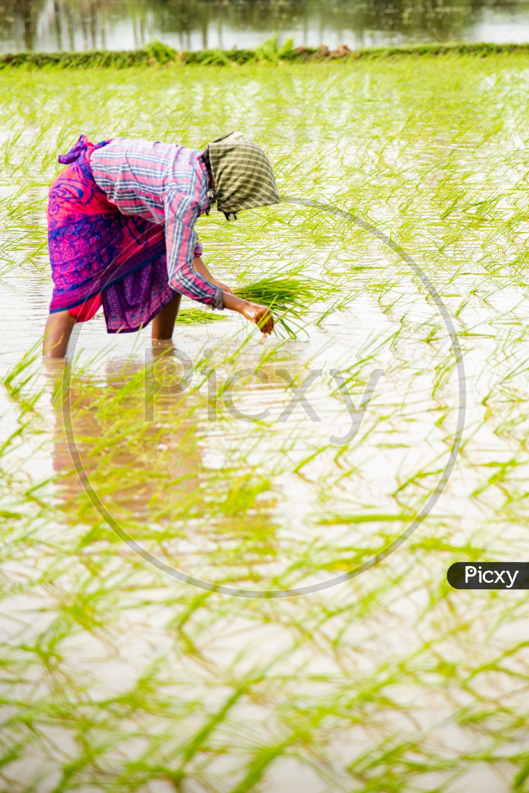 Image of Woman planting Paddy Saplings in a Paddy Crop-FU812136-Picxy