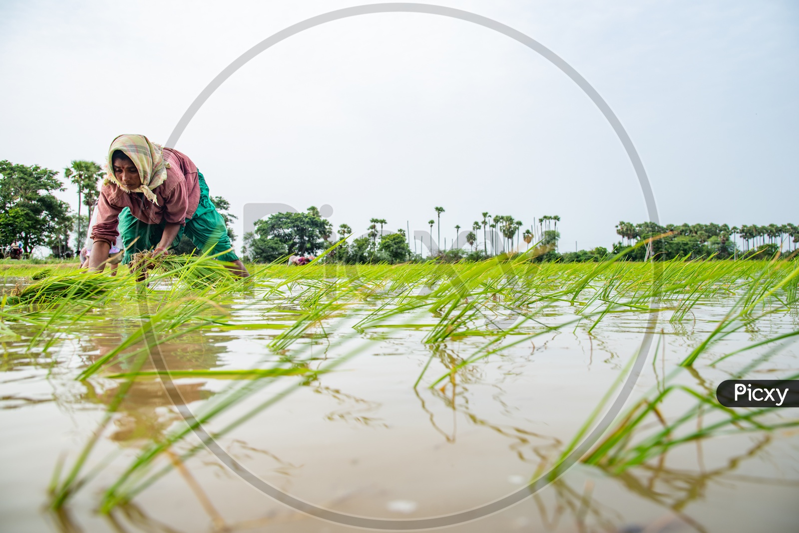 Image of Woman planting Paddy Saplings in a Paddy Crop-XJ006874-Picxy