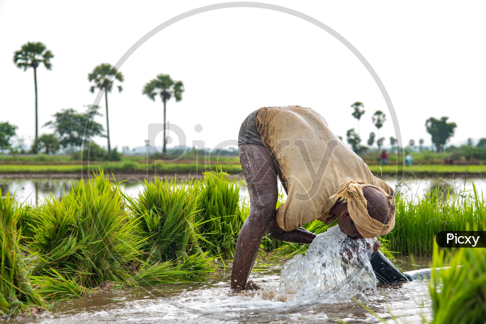 Image of a farmer drinking water from a pumpset in his field-QB358126-Picxy