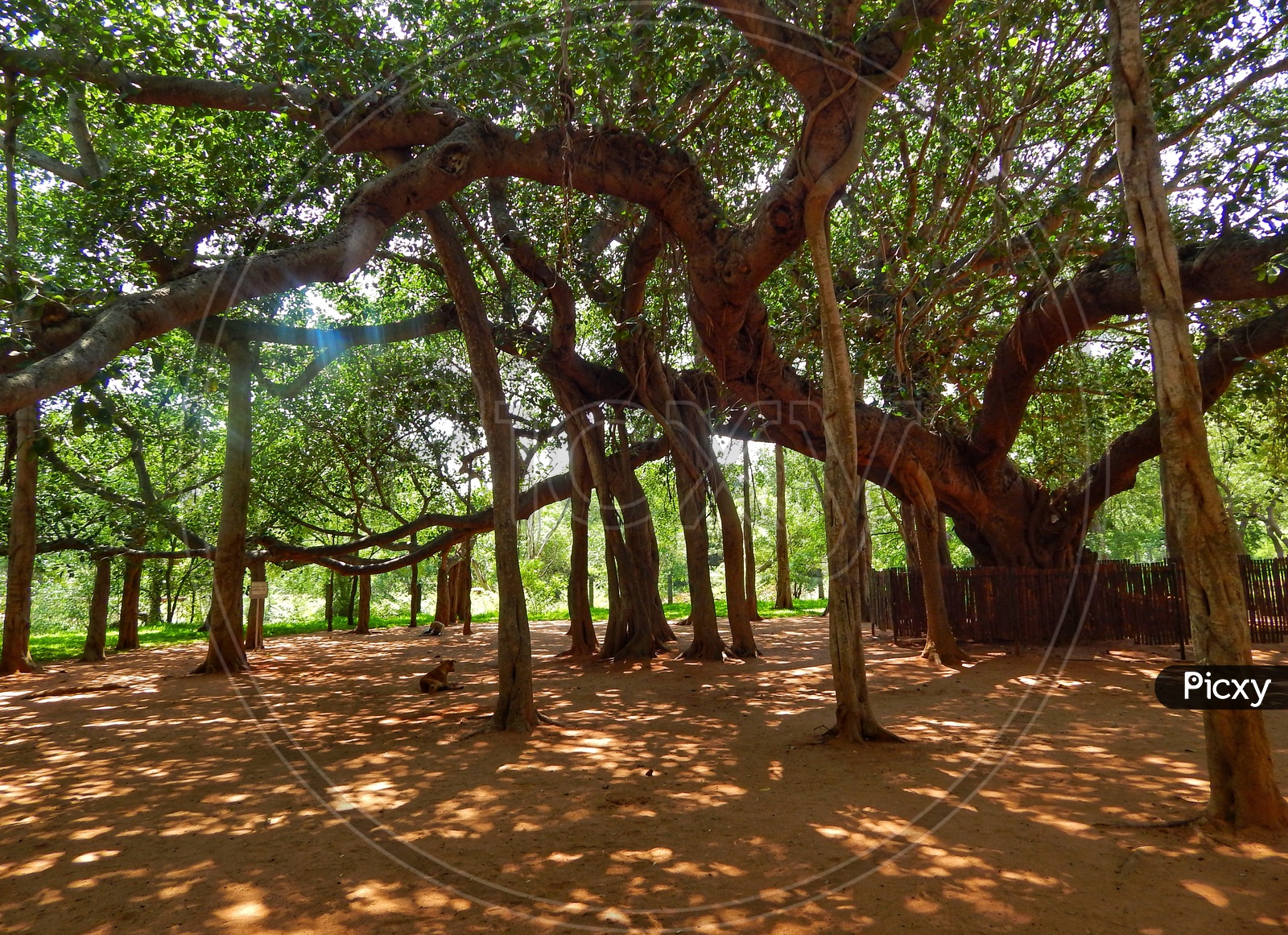 Image of Trees in Auroville Ashram-XB785762-Picxy