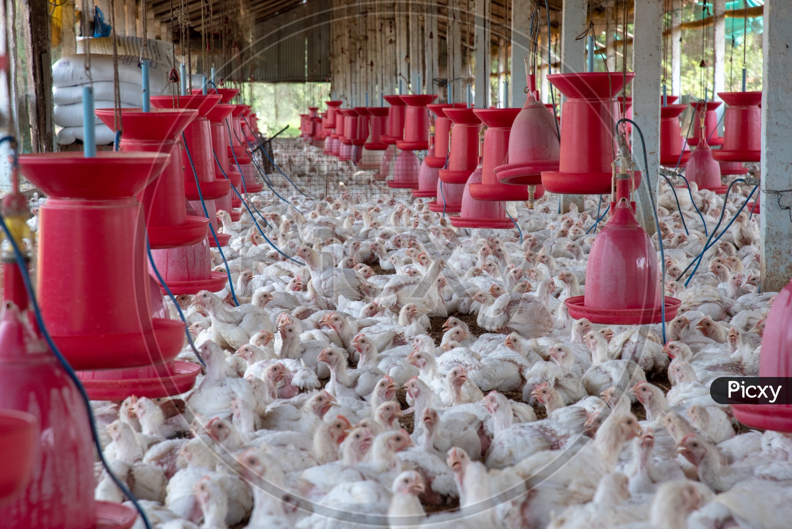 Image of Poultry Industry for Chicken/Hen Meat and Egg Production ...