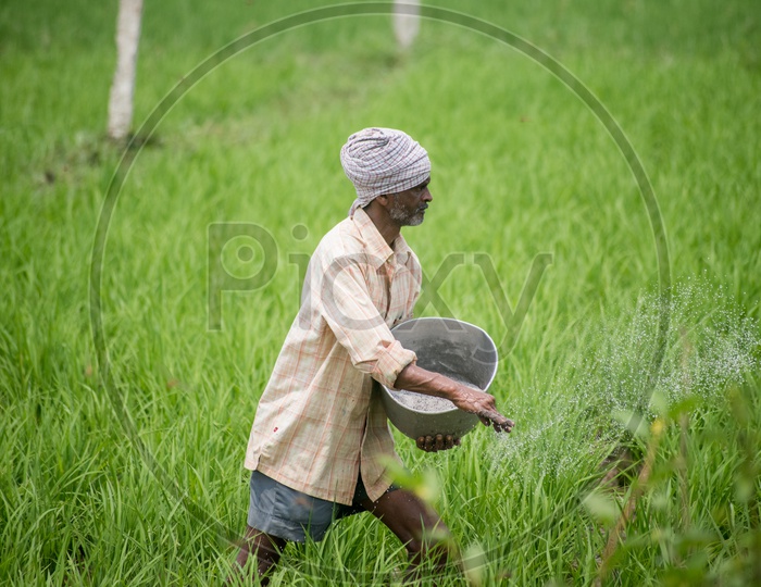 Image of farmer in paddy fields-RB472983-Picxy