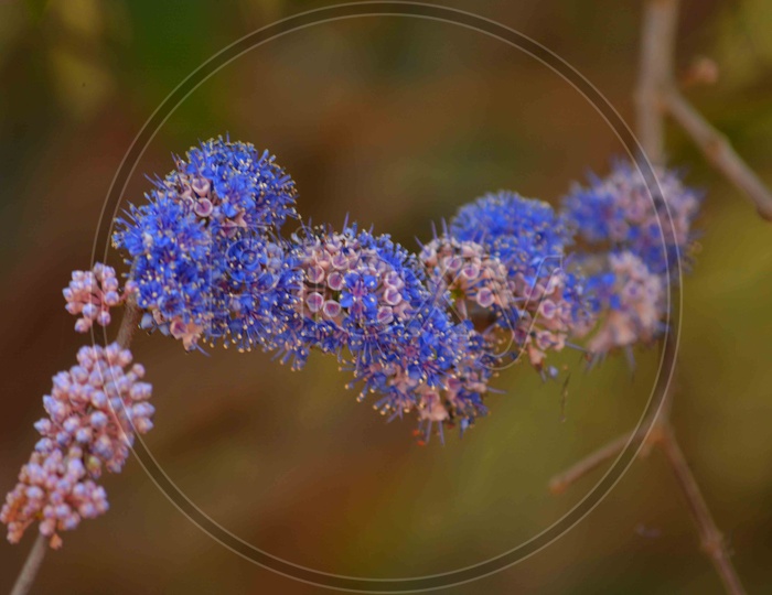 Image of Beauty of Medaram Forest-JI811639-Picxy
