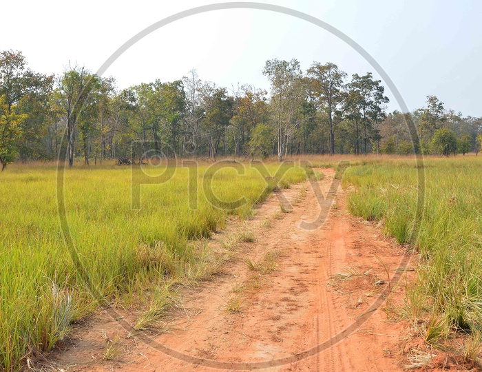 Image of Beauty of Medaram Forest-SS615157-Picxy