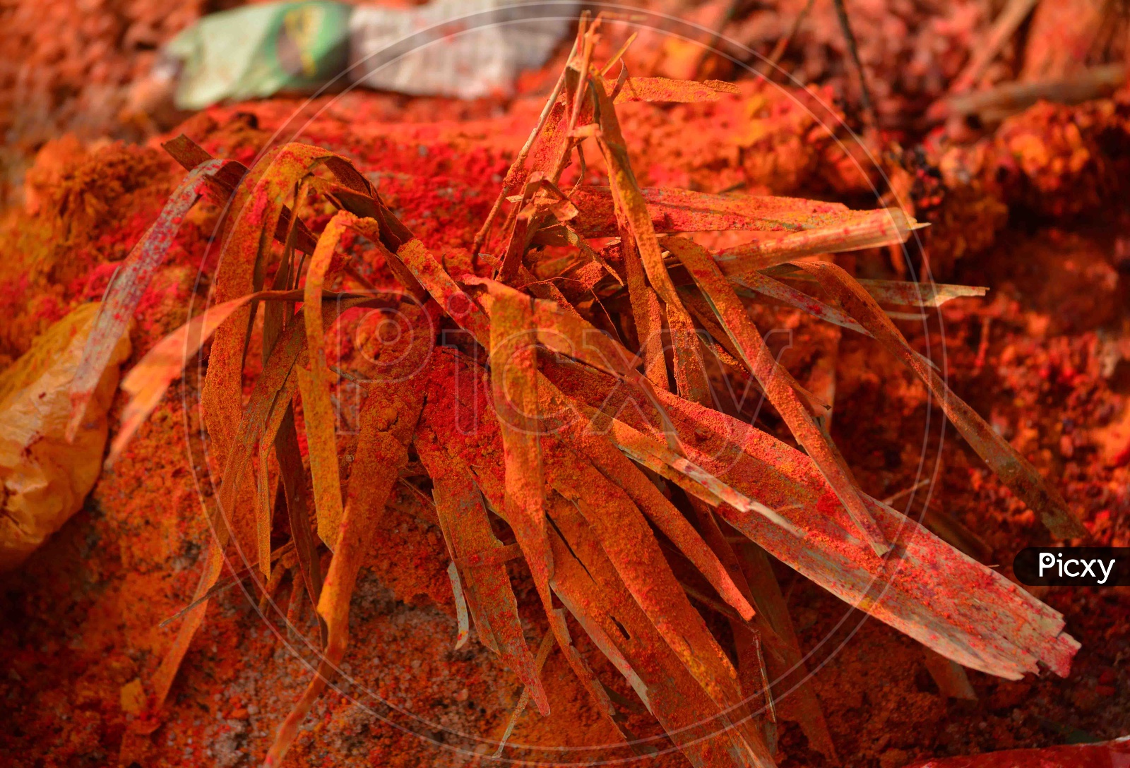 Image of Sammakka Saralamma Jatara or Medaram Jatara-MU480882-Picxy