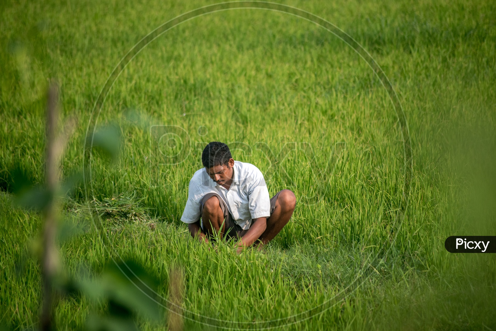 Image of farmer plucking weed from his fields-YL640738-Picxy