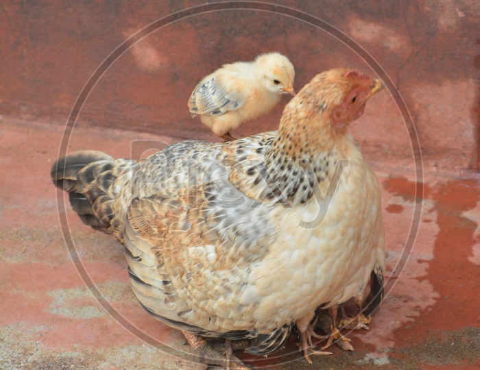Image of Mother Hen Protecting Baby Chicks-WQ089063-Picxy