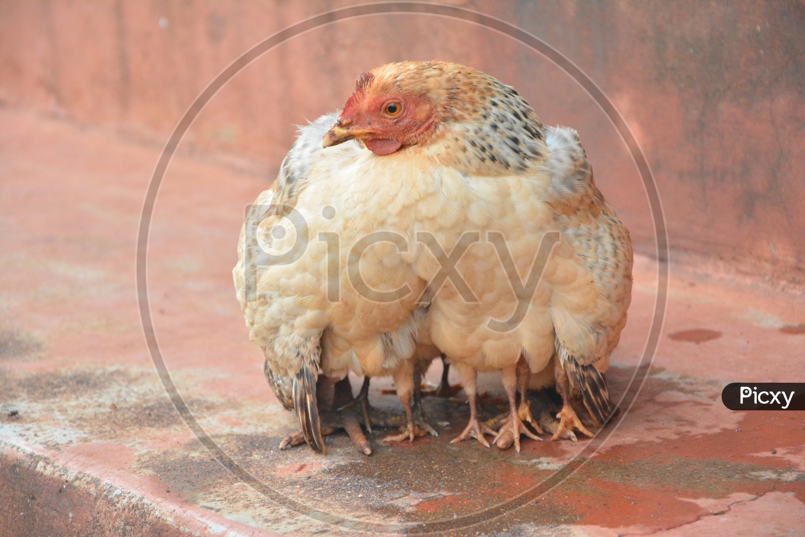 Image of Mother Hen Protecting Baby Chicks-YK528235-Picxy