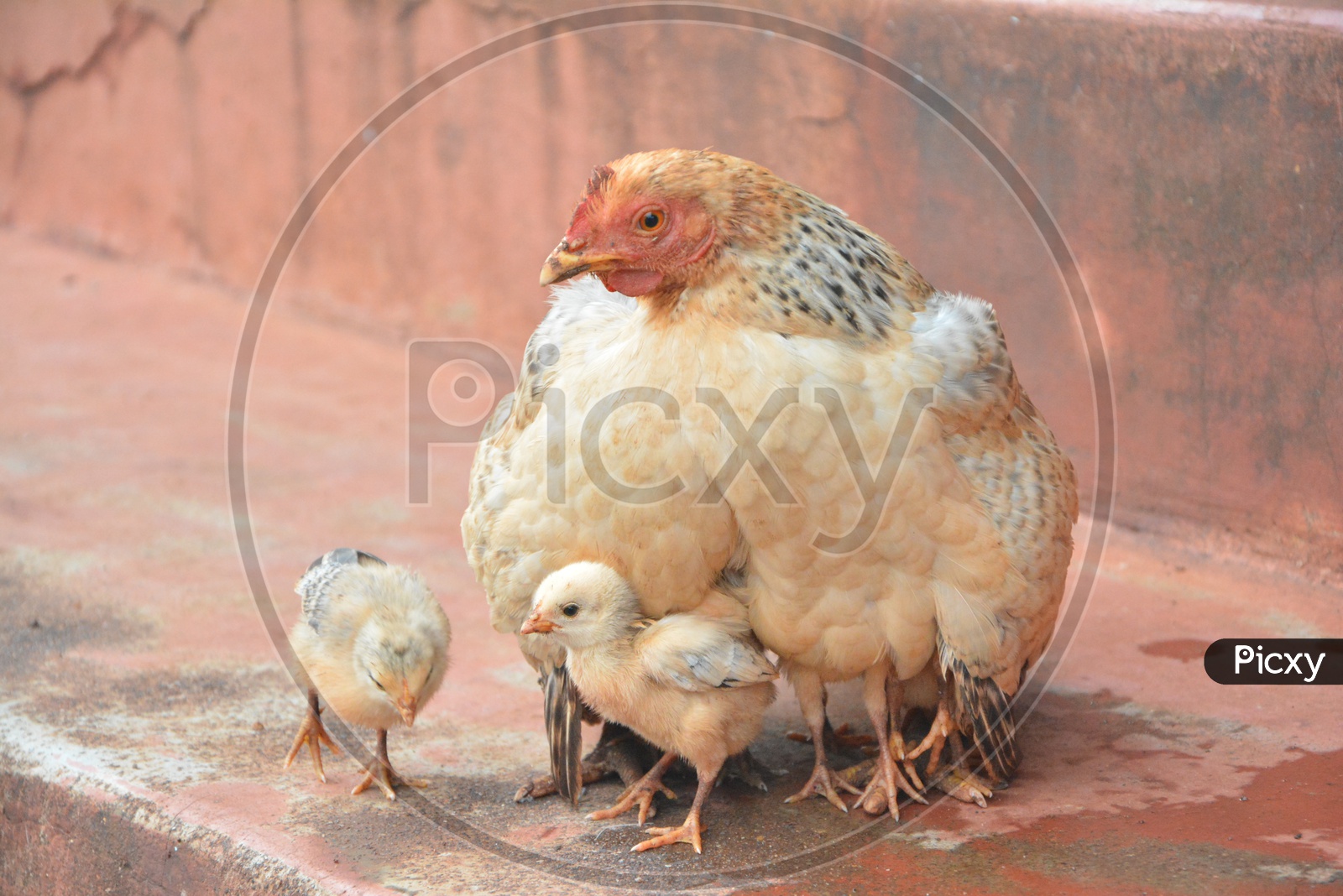 Image of Mother Hen Protecting Baby Chicks-YB708076-Picxy
