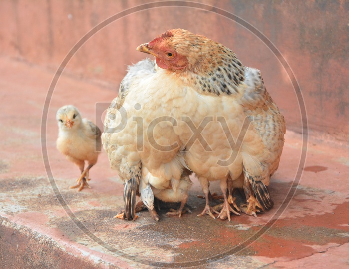 Image of Mother Hen Protecting Baby Chicks-WQ089063-Picxy
