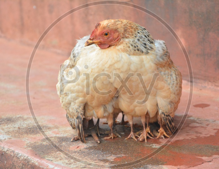 Image of Mother Hen Protecting Baby Chicks-YK528235-Picxy