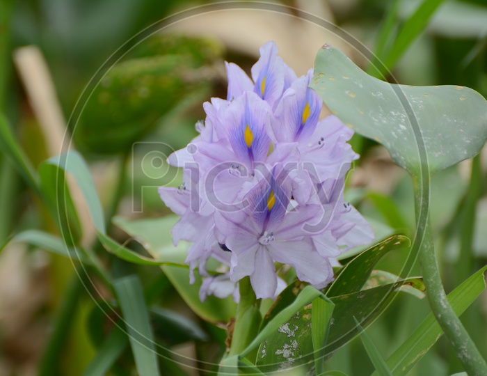 Image of Gurrapu Dekka Flower-MB341556-Picxy