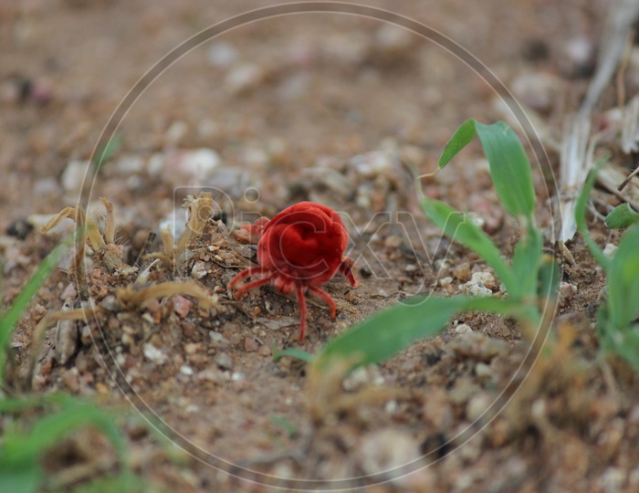 Image of Red Spider-JE565871-Picxy