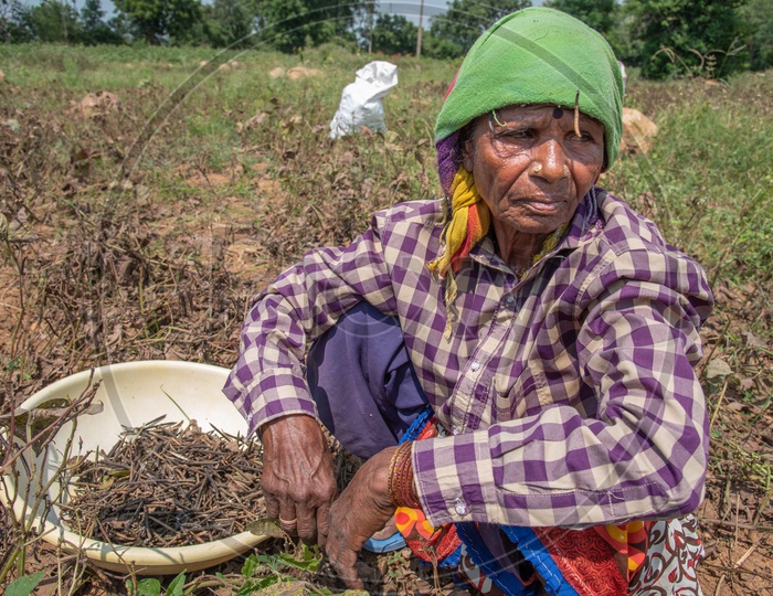 Image of a disappointed woman farmer black gram, urad bean, minapa ...