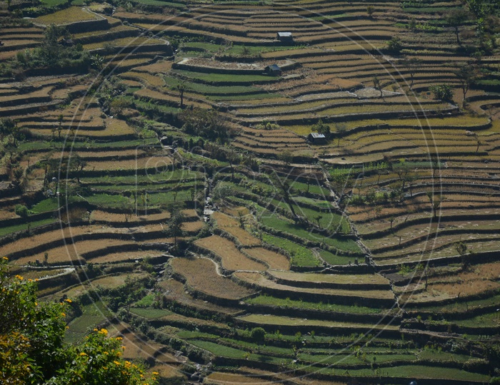 Image of Step Farming in Nagaland-HA315656-Picxy