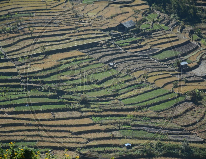 Image of Step Farming in Nagaland-OZ479854-Picxy