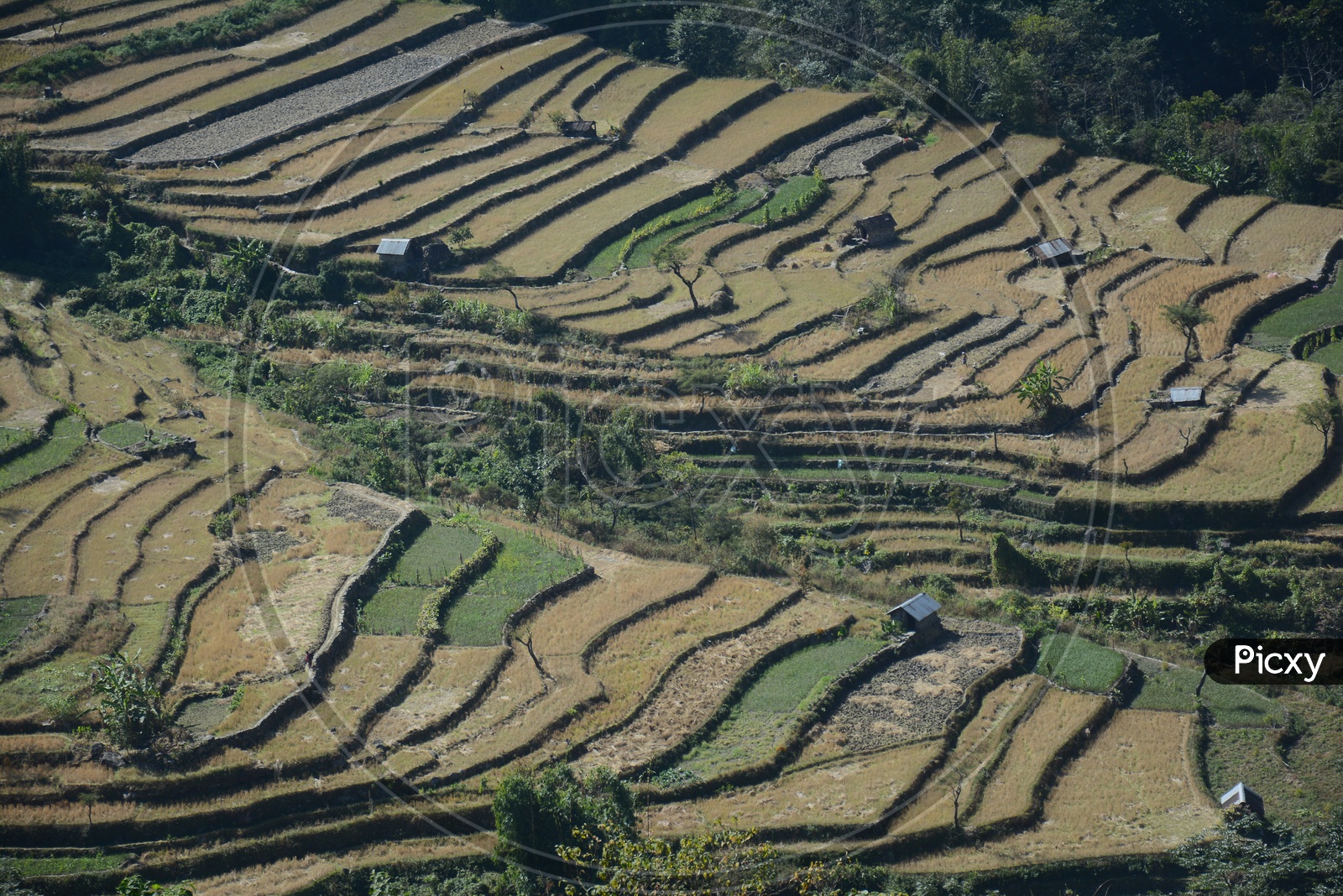 Image of Step Farming in Nagaland-WN978018-Picxy