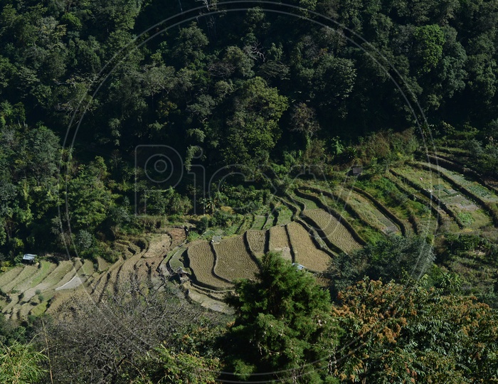 Image of Step Farming in Nagaland-GP083729-Picxy