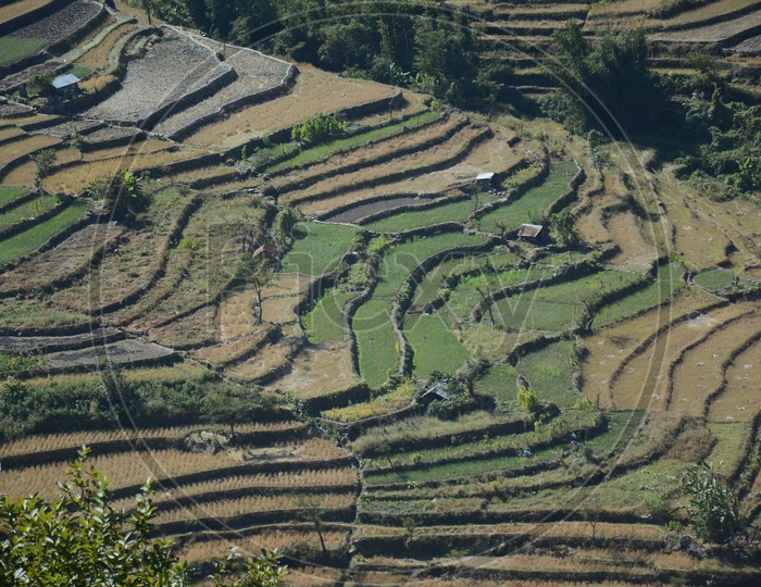 Image of Step Farming in Nagaland-GP083729-Picxy