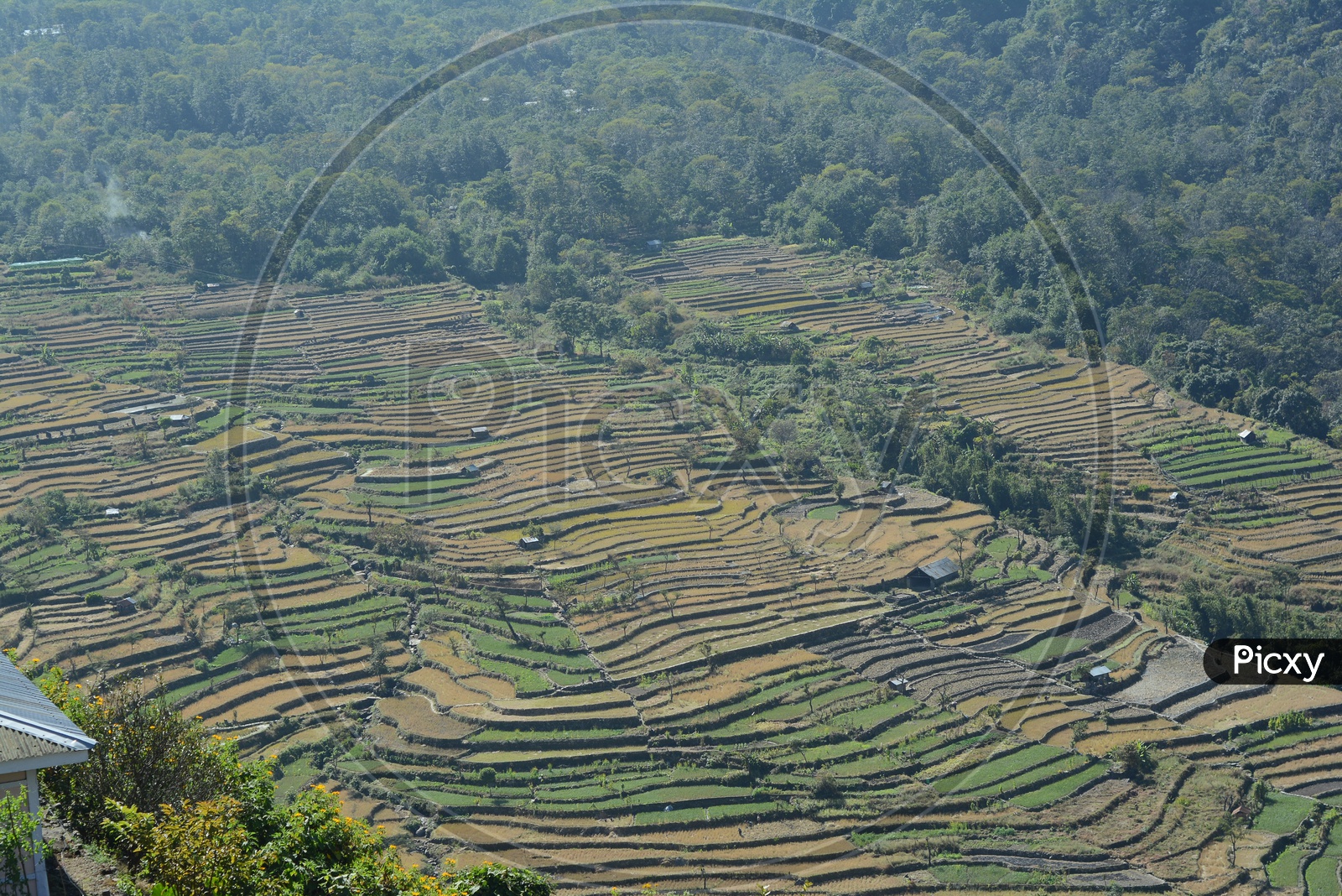 Image of Step Farming in Nagaland-NK118211-Picxy
