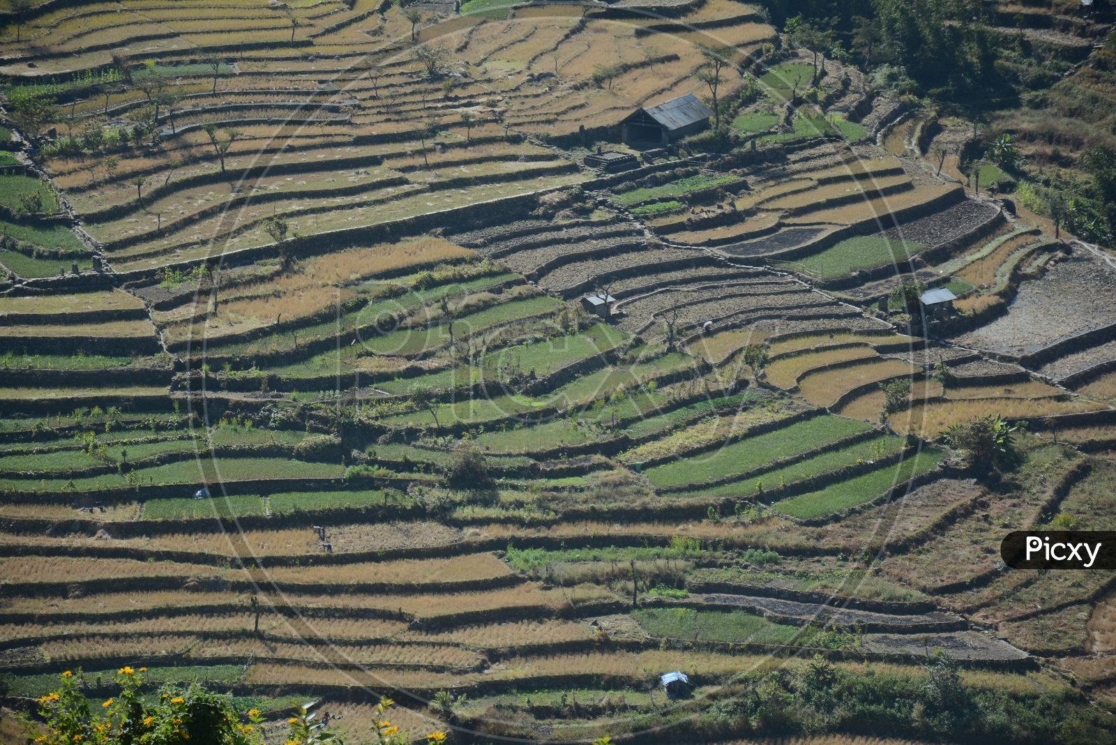 Image of Step Farming in Nagaland-OZ479854-Picxy