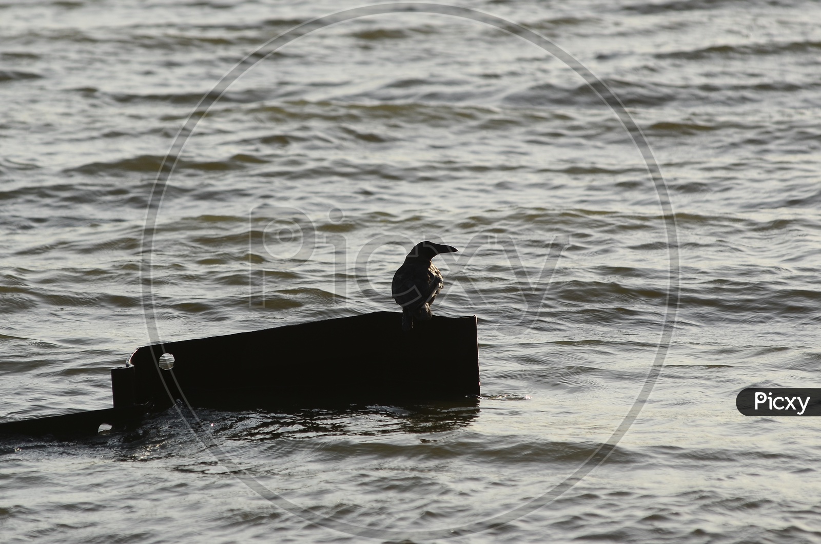 Image of Indian crow-AK484943-Picxy