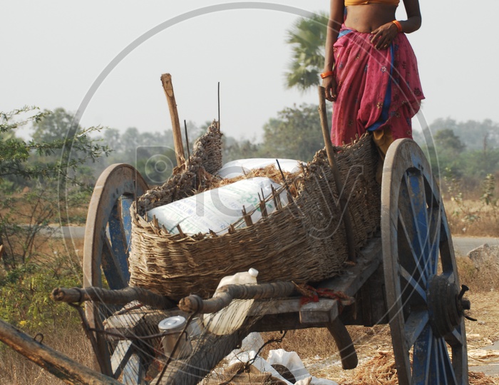Image of Women at working in paddy fields-CF664401-Picxy