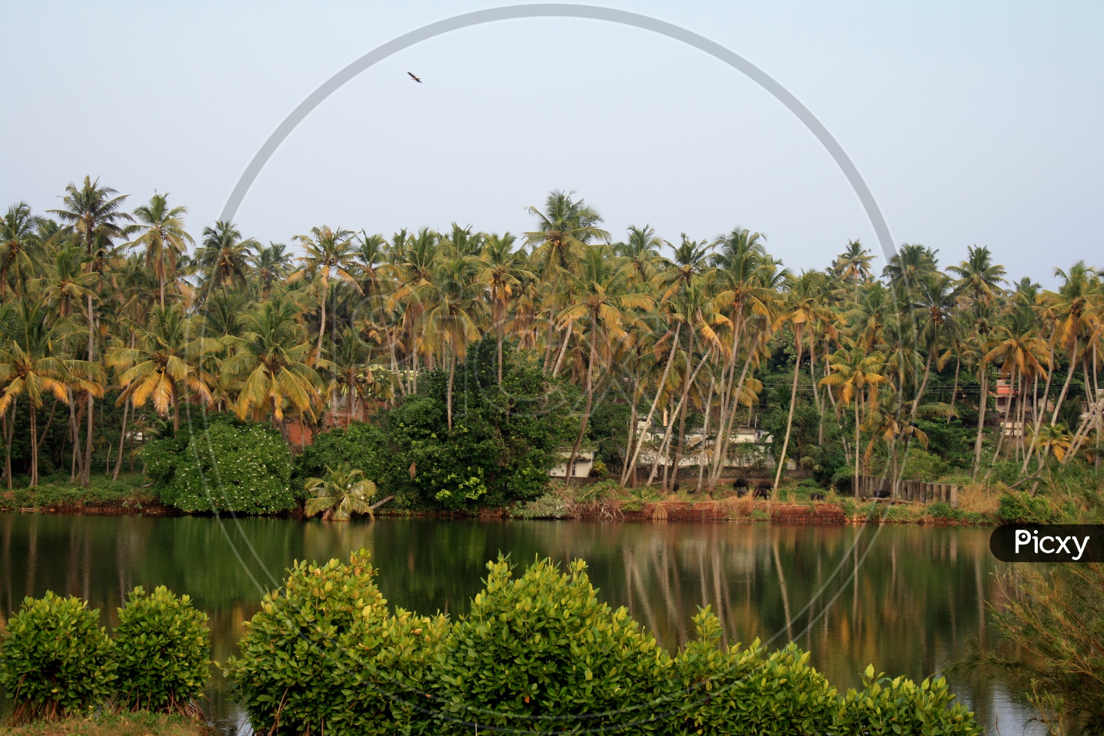 Image of Landscape of Pond surrounded by Coconut trees-RI465800-Picxy