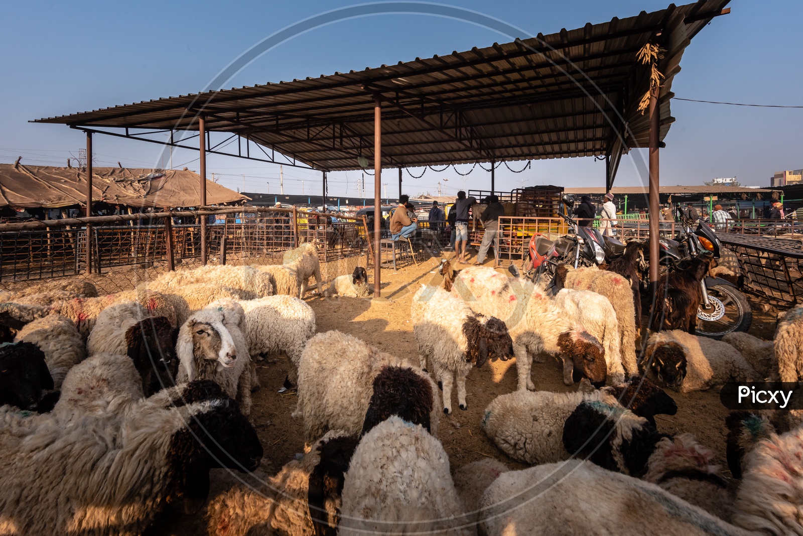 Image of Sheep Shop-HO148945-Picxy