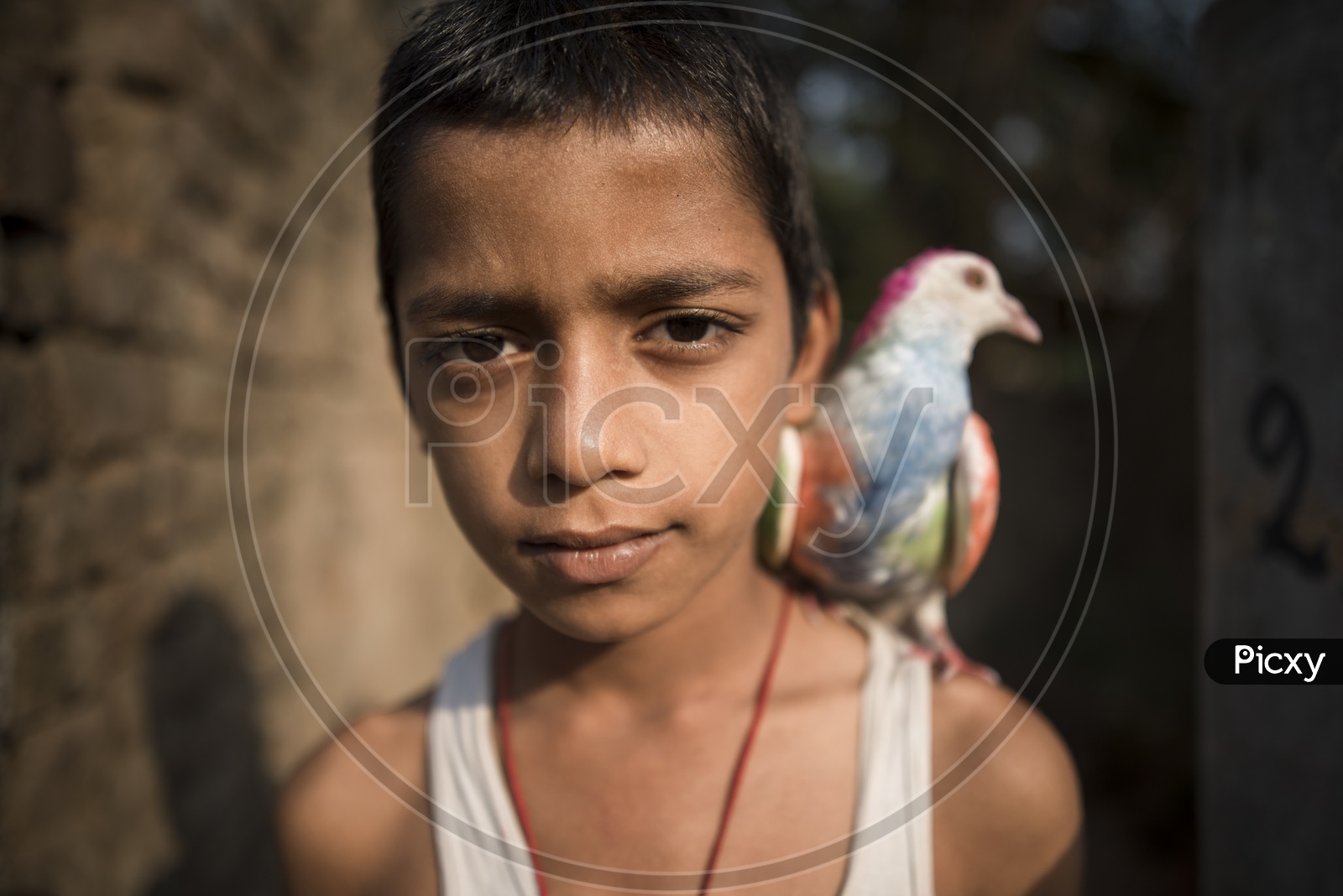 Image of Indian Boy With a Pigeon-CB672489-Picxy